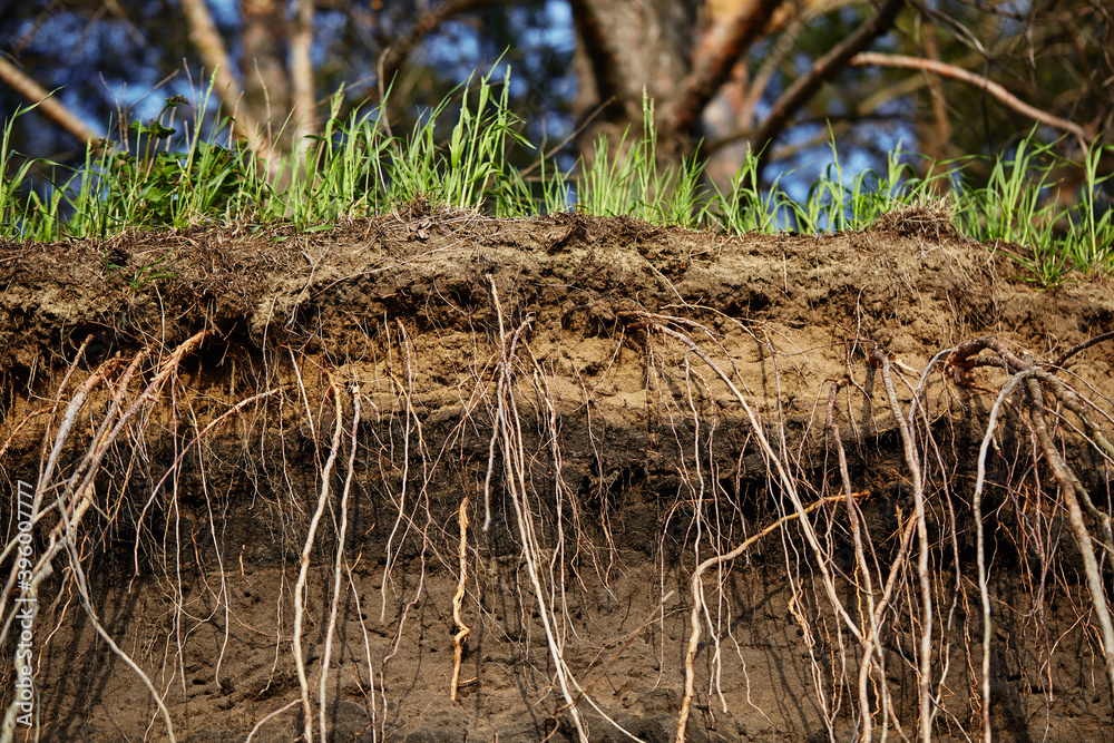 Grass earth and roots. Green grass with earth crosscut. Cross section ...