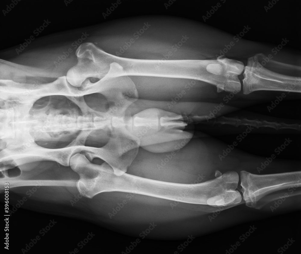 Pelvic Xray Adult Dog. Dog X ray. Dog Pelvis Stock Photo | Adobe Stock