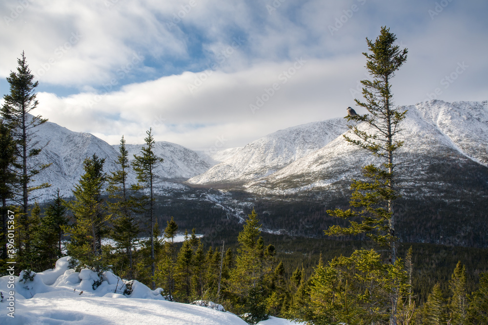 Mount Albert seen from point of view with foreground on a cold winter ...