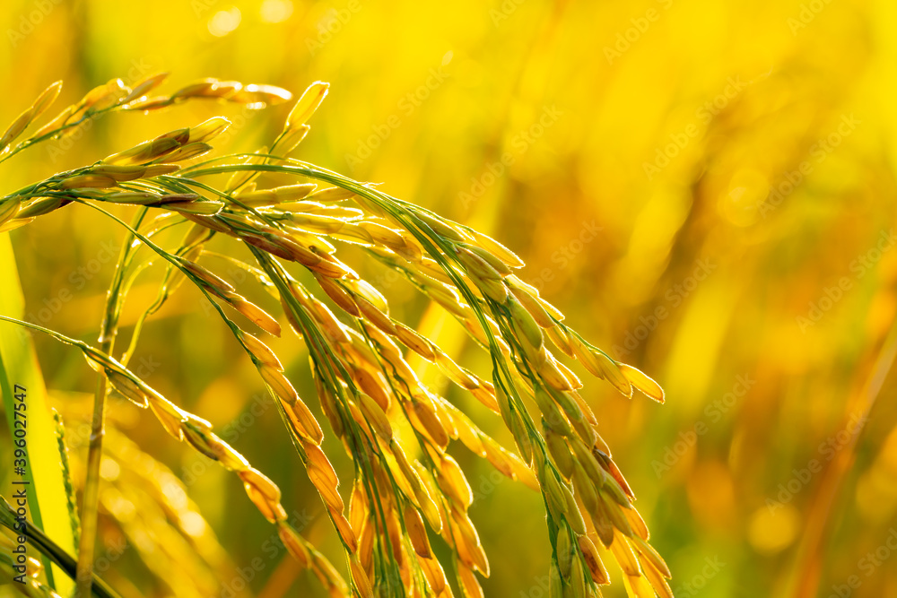 Foto de Rice paddy field in organic farm of agriculture, paddy rice ...
