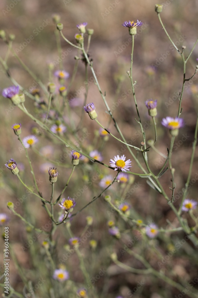 White red mature trichomatic achene fruit of Curl Leaf Mountain ...