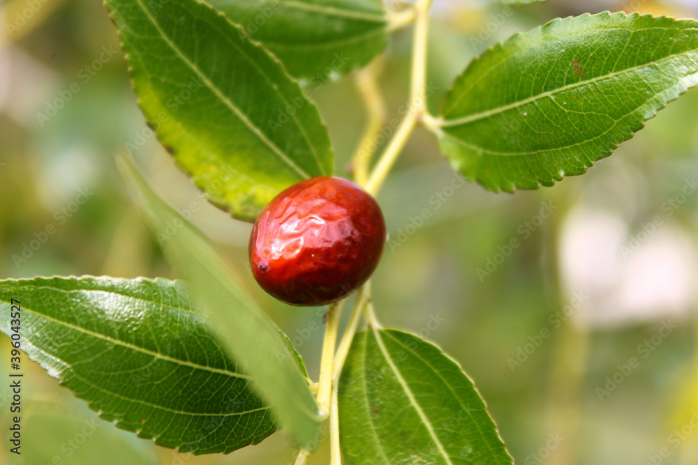 Lonely unabi fruit on a tree branch (lat.Ziziphus jujuba) Stock Photo ...