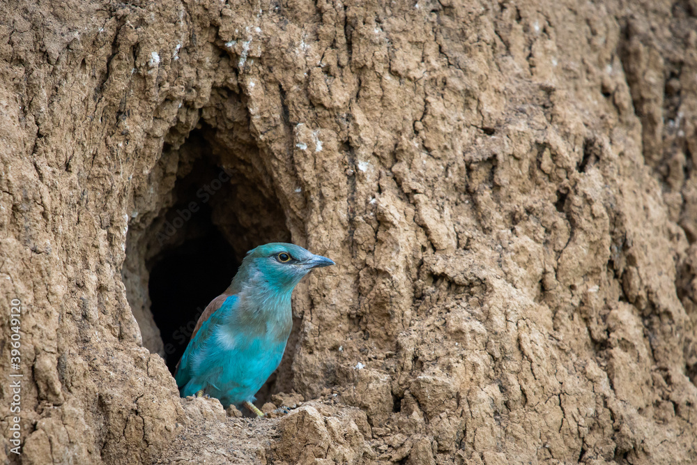 The European Roller bird chick prepares to fly out of the hole-nest ...