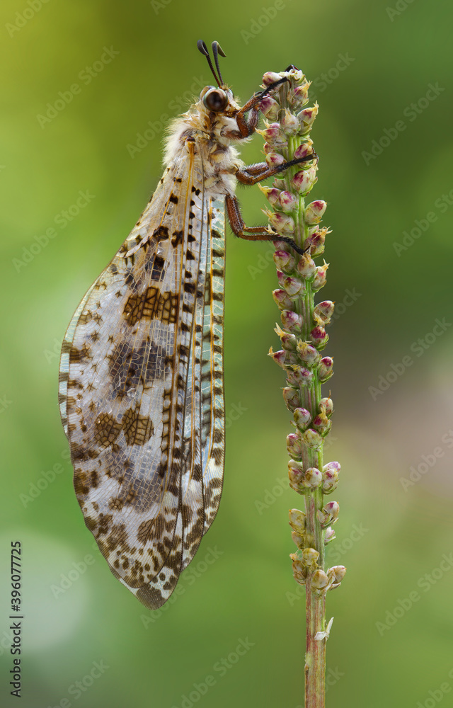 Palpares libelluloides is a species of antlion in the genus Palpares ...