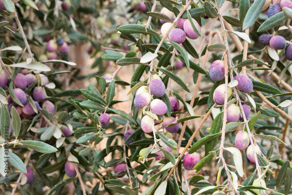 Olive tree, Olea Europaea, with olives on branches turning purple in ...