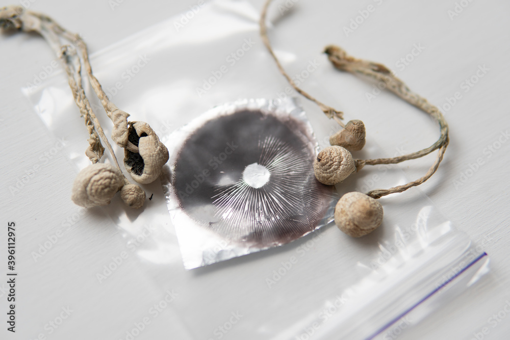 Psilocybe Azurescens Spore Print