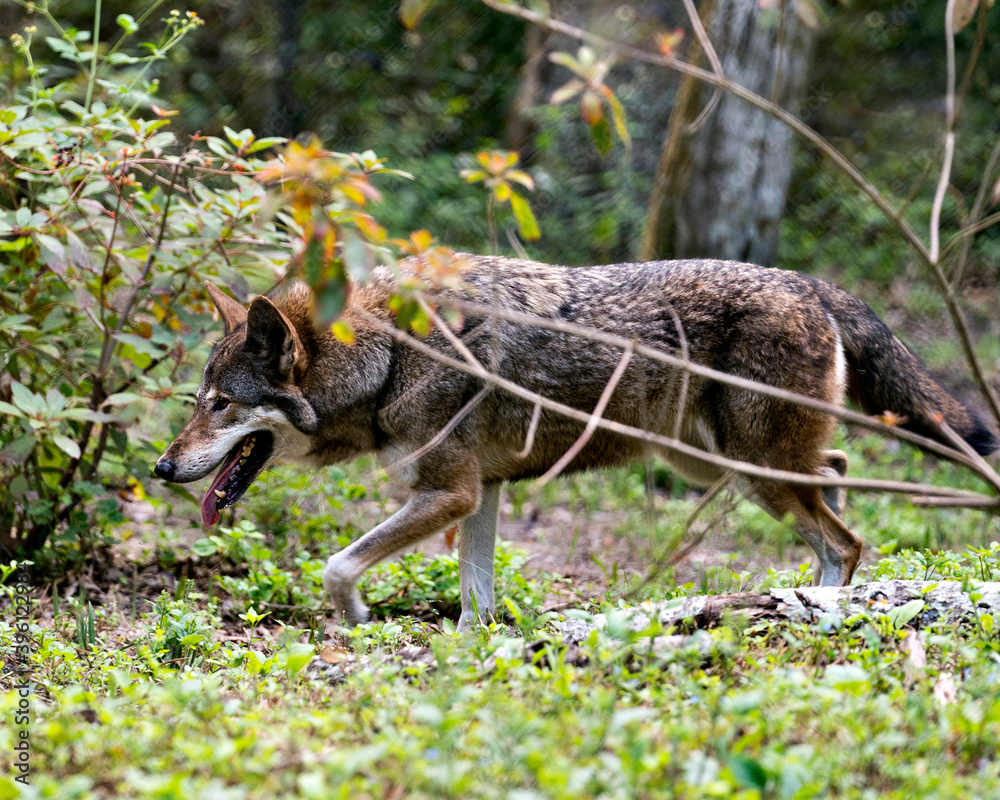 Wolf stock photos. Red Wolf close-up profile side view displaying open ...