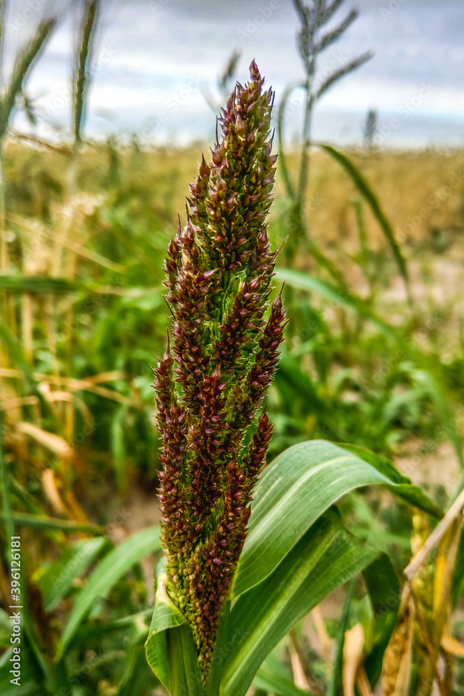 Barnyard millet. Echinochloa esculentaor Japanese millet. Nature. Stock ...