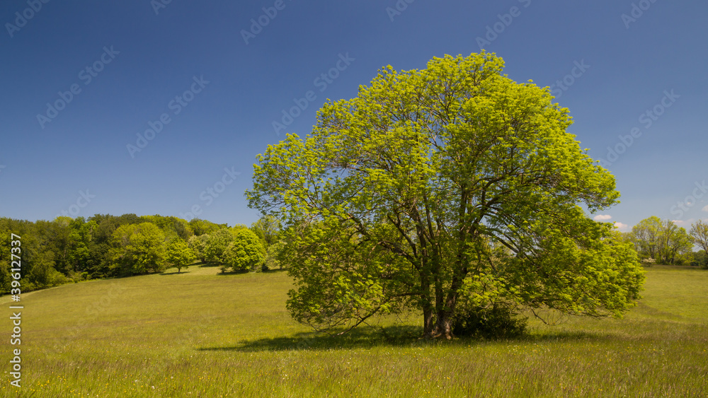 Freistehende gewöhnliche Eschen auf der Schwäbischen Alb / Solitärbaum ...