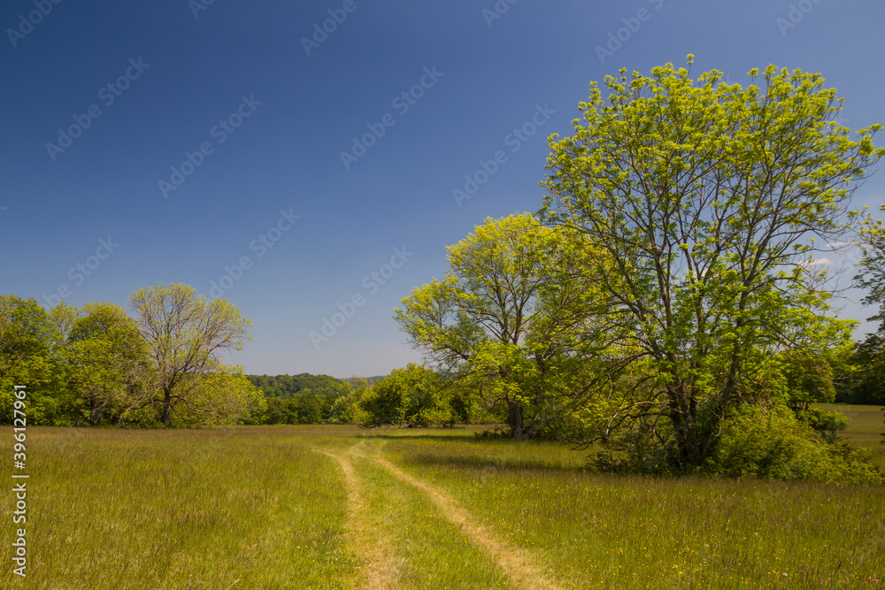 Freistehende gewöhnliche Eschen auf der Schwäbischen Alb / Solitärbaum ...