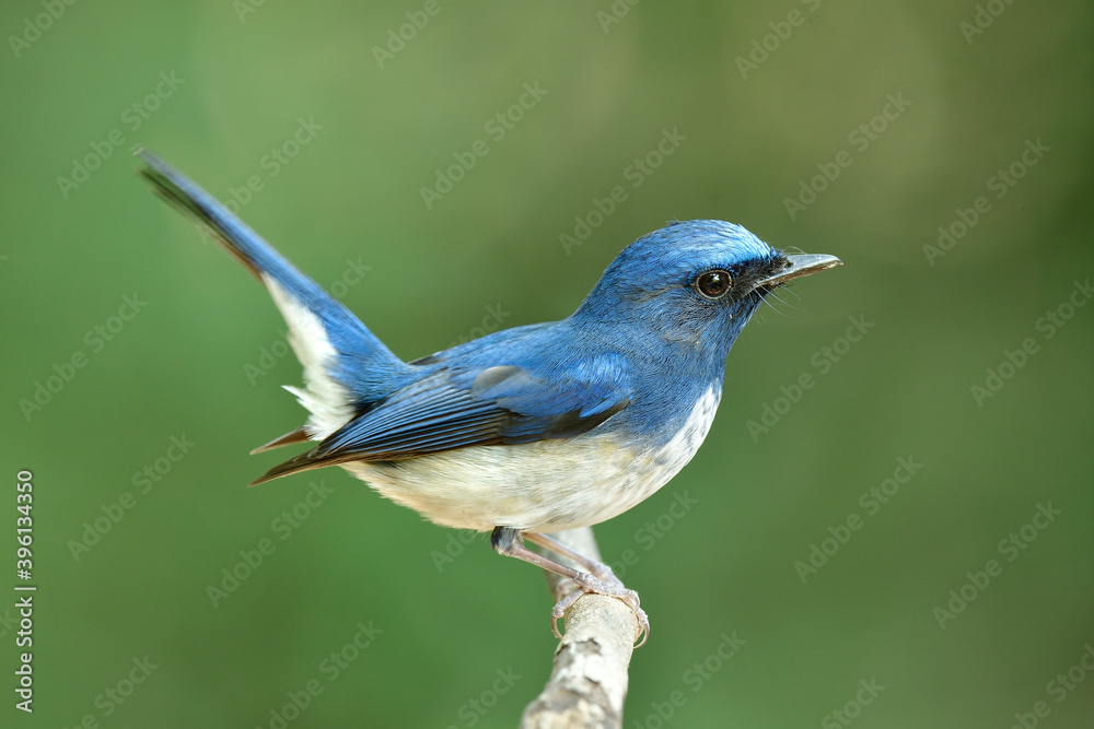 Poster Print Hainan Blue Flycatcher Cyornis hainanus beautiful blue bird with white belly h 40x26.7 cm