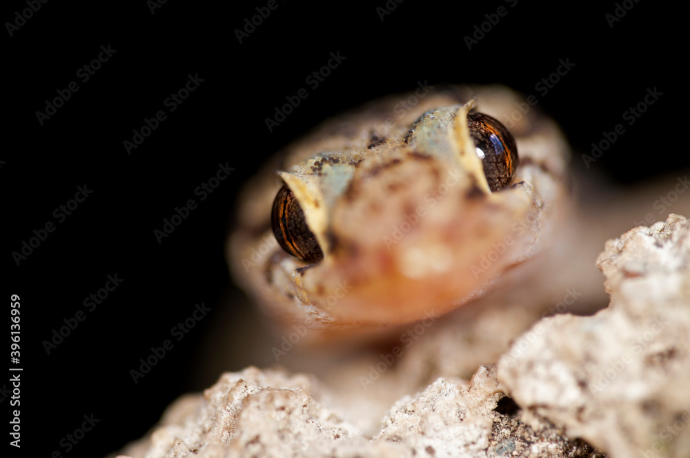 Mediterranean house gecko (Hemidactylus turcicus) portrait, Italy ...