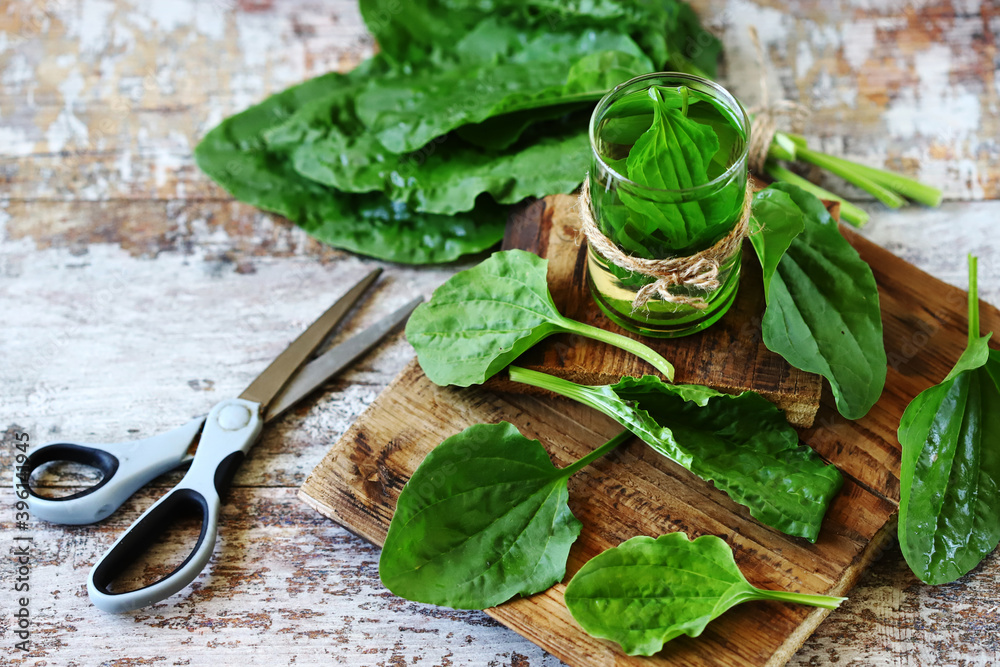 Plantain leaf drink. Fresh plantain leaves. A healthy cough drink ...