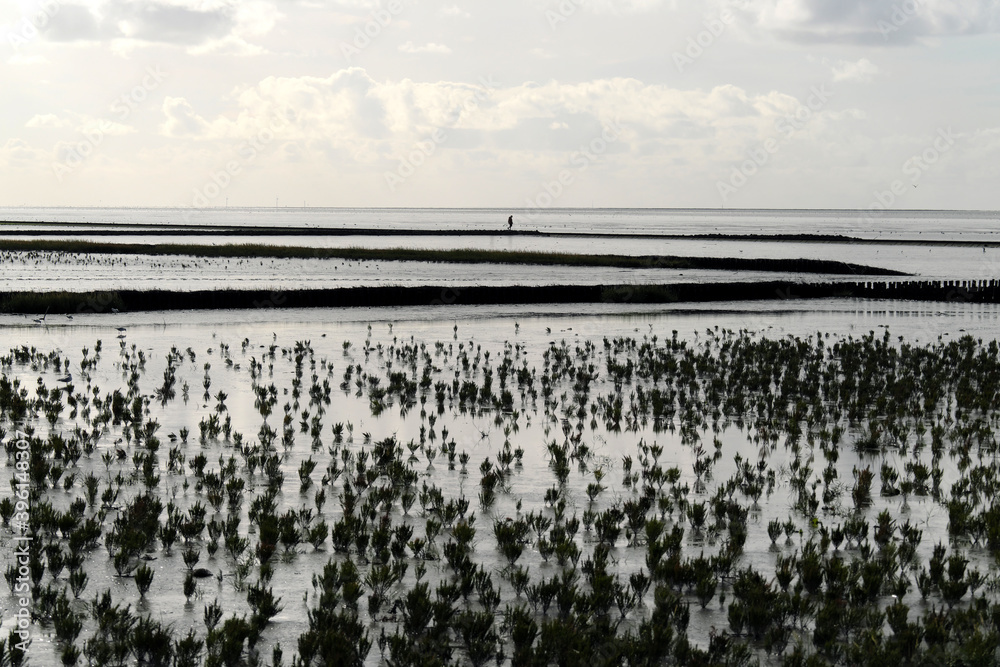 Farblose Gegenlichtaufnahme von Deichvorland mit Salz-Schlickgras und ...