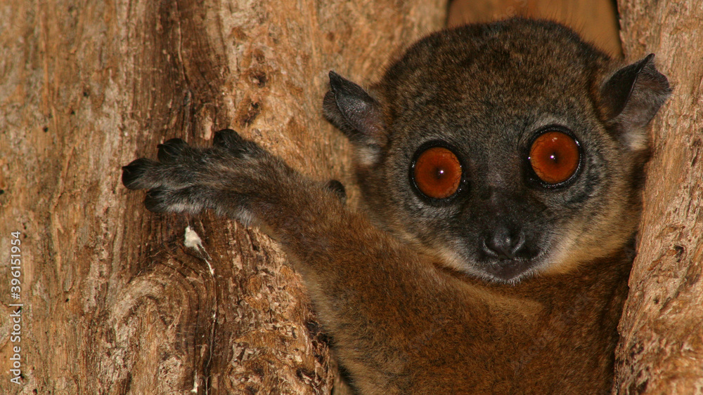 Fauna Stock Photo | Adobe Stock