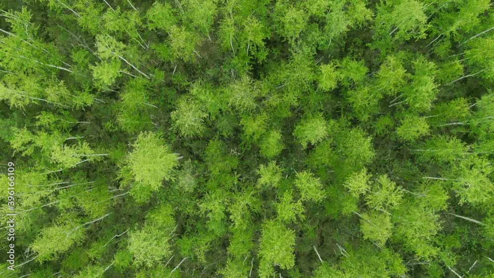 green forest aerial top view. mixed forest, green conifers and ...