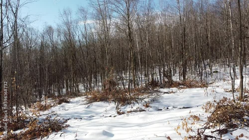 Vidéo Stock Une forêt de feuillus en hiver | Adobe Stock