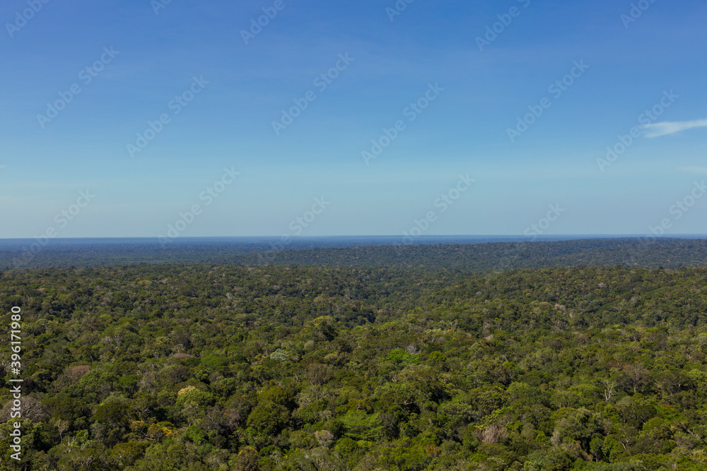 Aerial photo of the Brazilian Amazon rainforest canopy from the top of ...