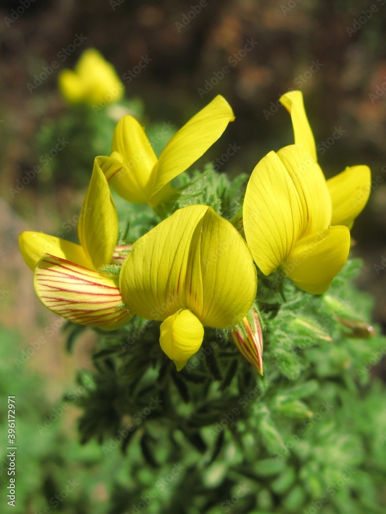 Shrubby rest-harrow (Ononis natrix) - close up of yellow restharrow ...