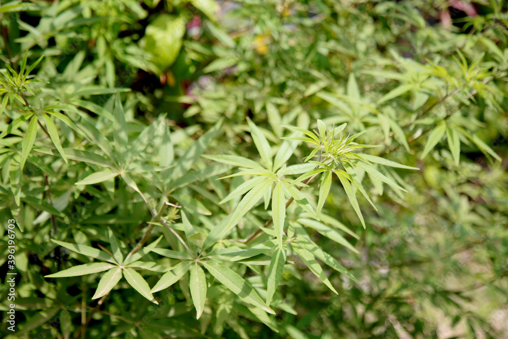 Foto Stock anho-casto, liamba, agno-casto, vitex, magnoliophyta, pepper ...