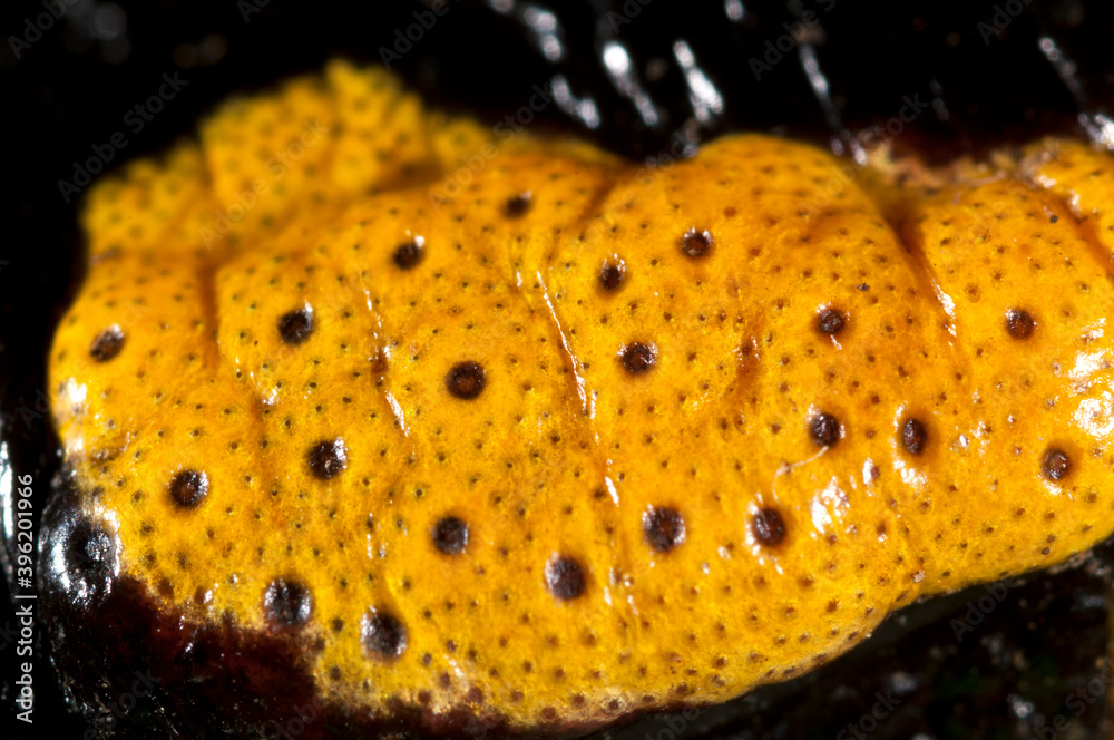 Paratoid gland of Fire Salamander (Salamandra salamandra), Apennine ...