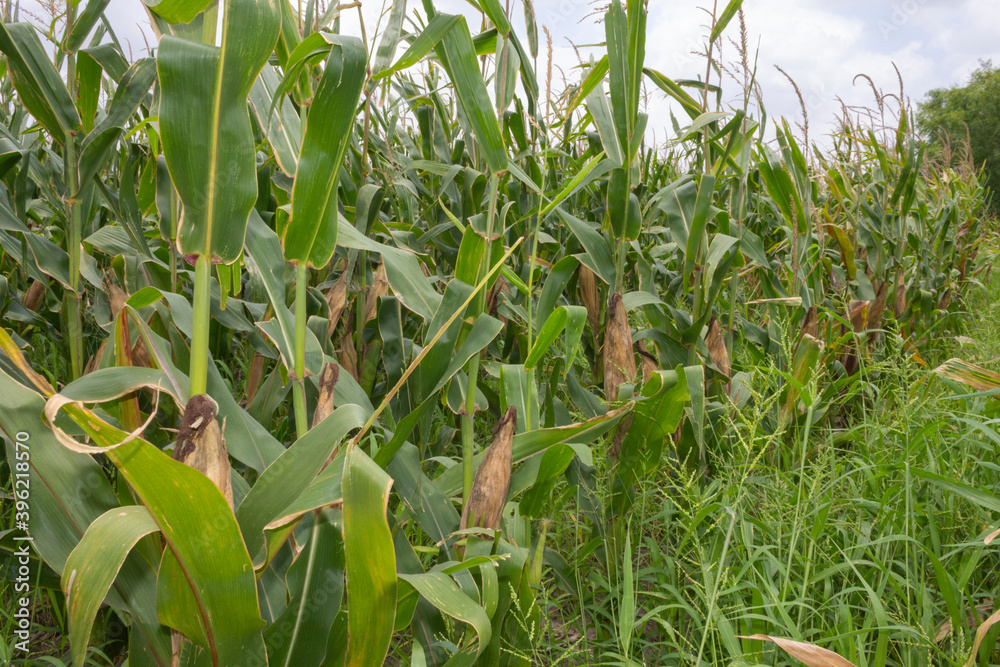 cultivo de maíz o elotes,, hojas verdes y grandes, siembra, área de ...