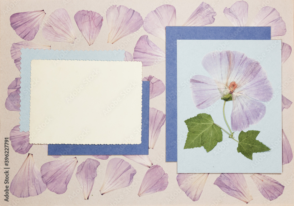 Page from an old photo album. Flowers llavatera. Scrapbooking element ...