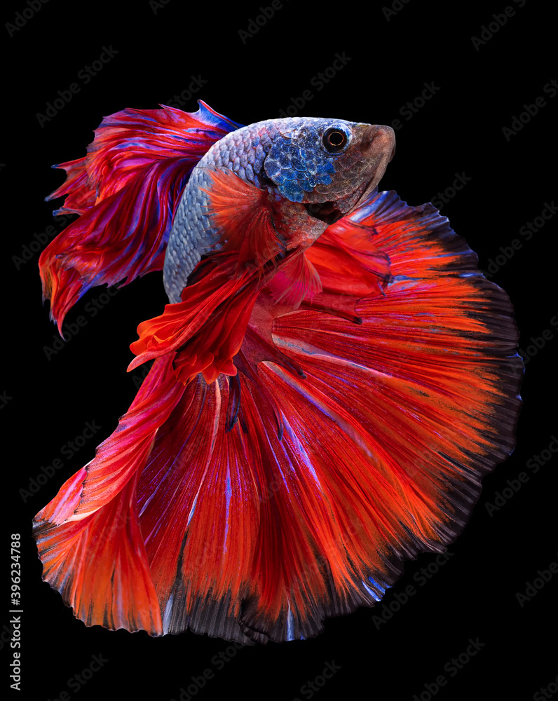 Beautiful movement of blue red Betta fish, Rhythmic close up of Siamese ...