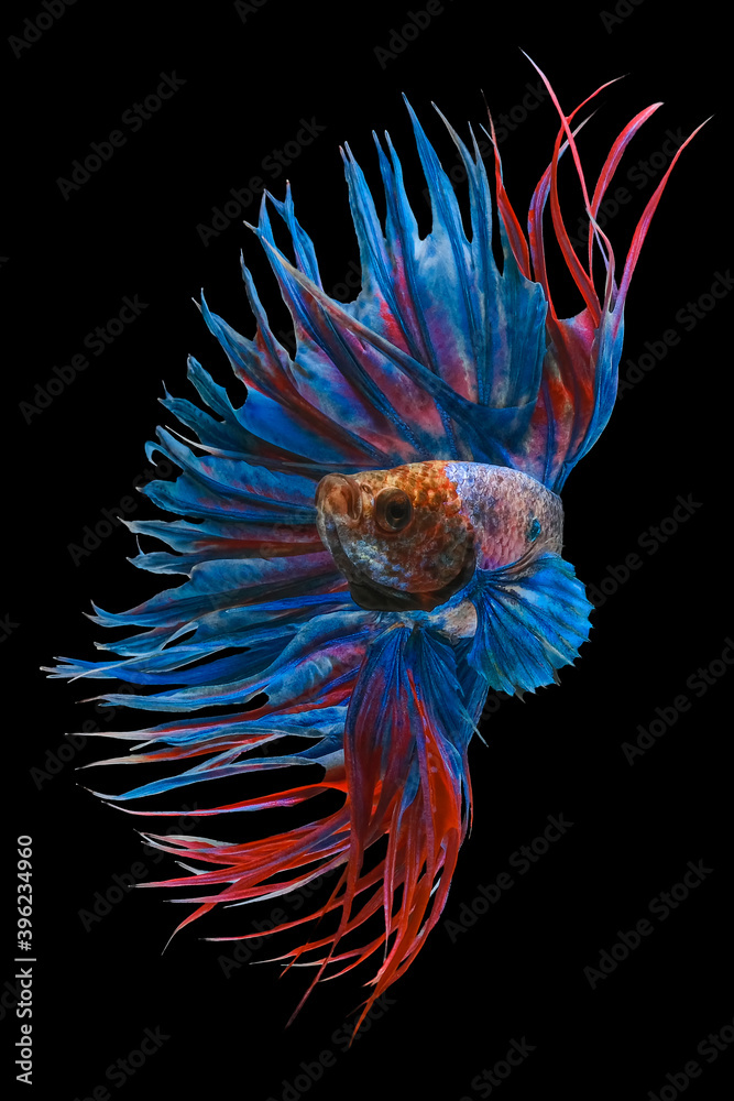 Beautiful movement of red crowntail betta fish, Fancy Halfmoon Betta ...
