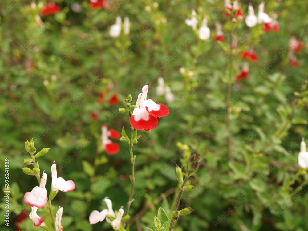 Salvia greggii ou microphylla 'Hot Lips' - Sauge arbustive de Graham à ...
