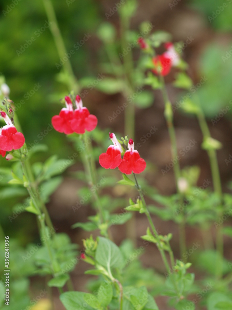 (Salvia microphylla ou greggii 'Hot Lips') Sauge de Graham ou sauge à ...