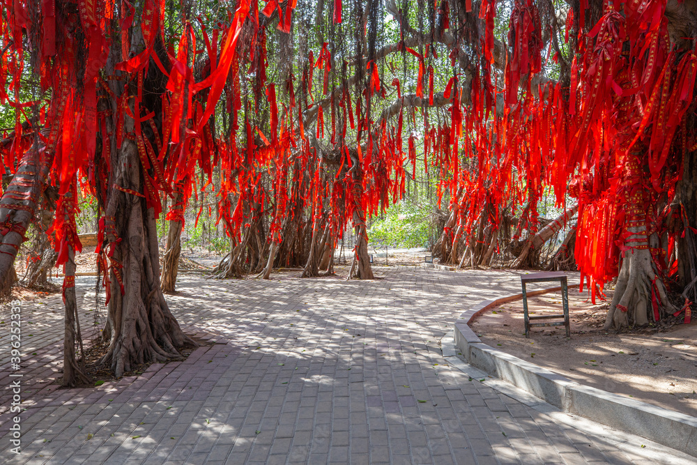 Chinese traditional culture: the red ribbon hanging on a huge banyan ...