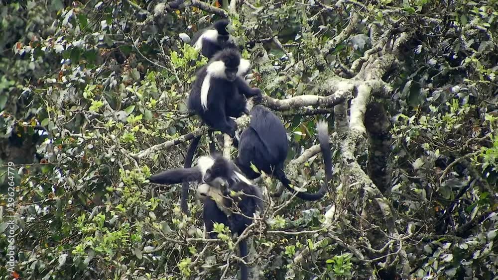 Black White Colobus and Colobi Monkeys at Natural Environment on ...
