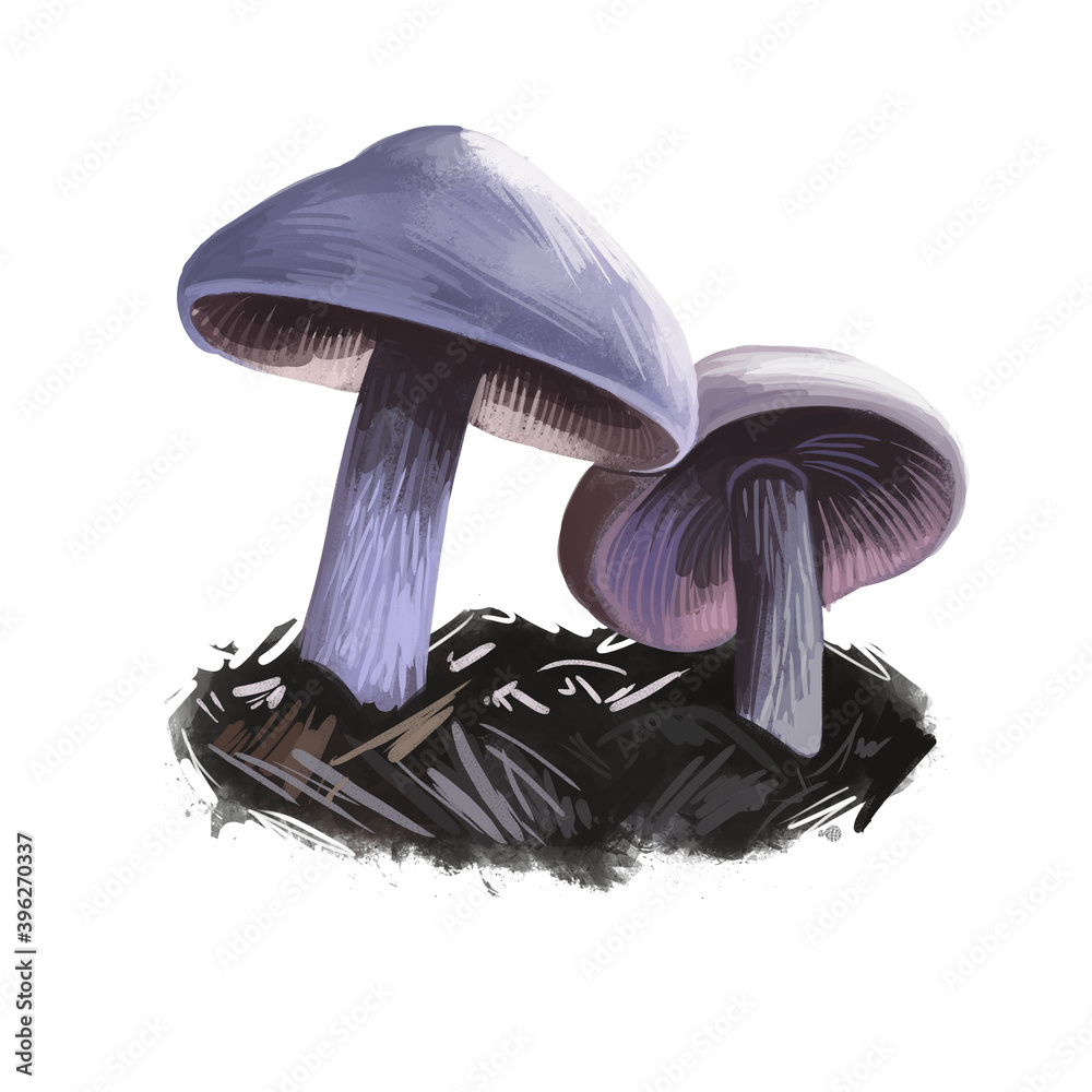 Agaricus Drawing