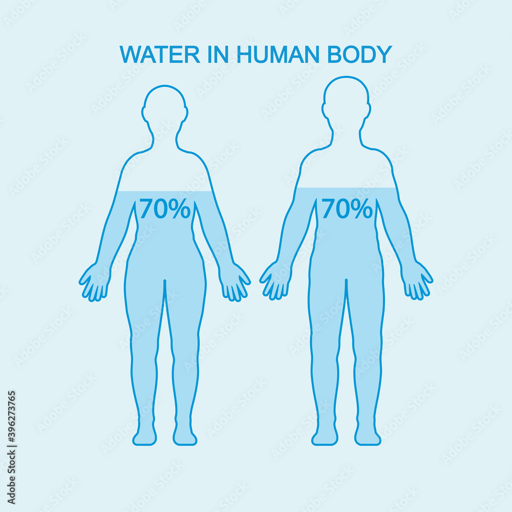 Vecteur Stock Water in human body. Water content charts percentage in ...