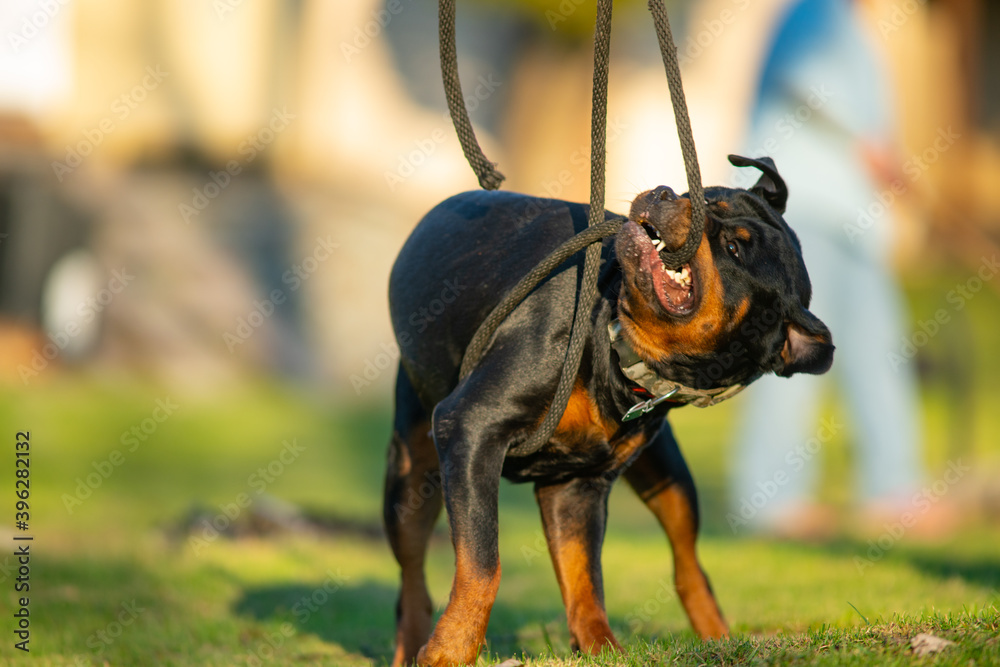 Angry Rottweiler Attack