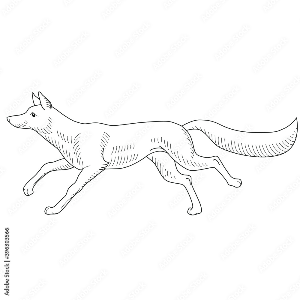 Running Fox Drawing