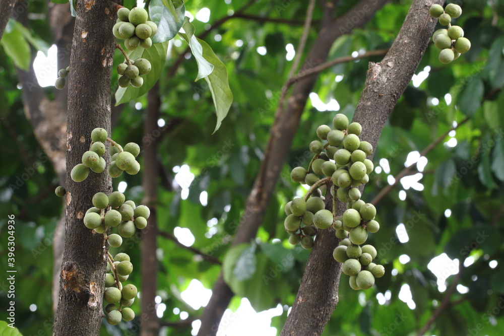 The tree of Lansium parasiticum. Commonly known as Longkong, Langsat ...