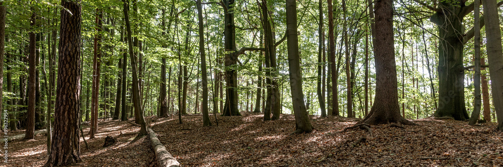 Beautiful dense forest in the sunshine. Light and shadow. Panorama ...
