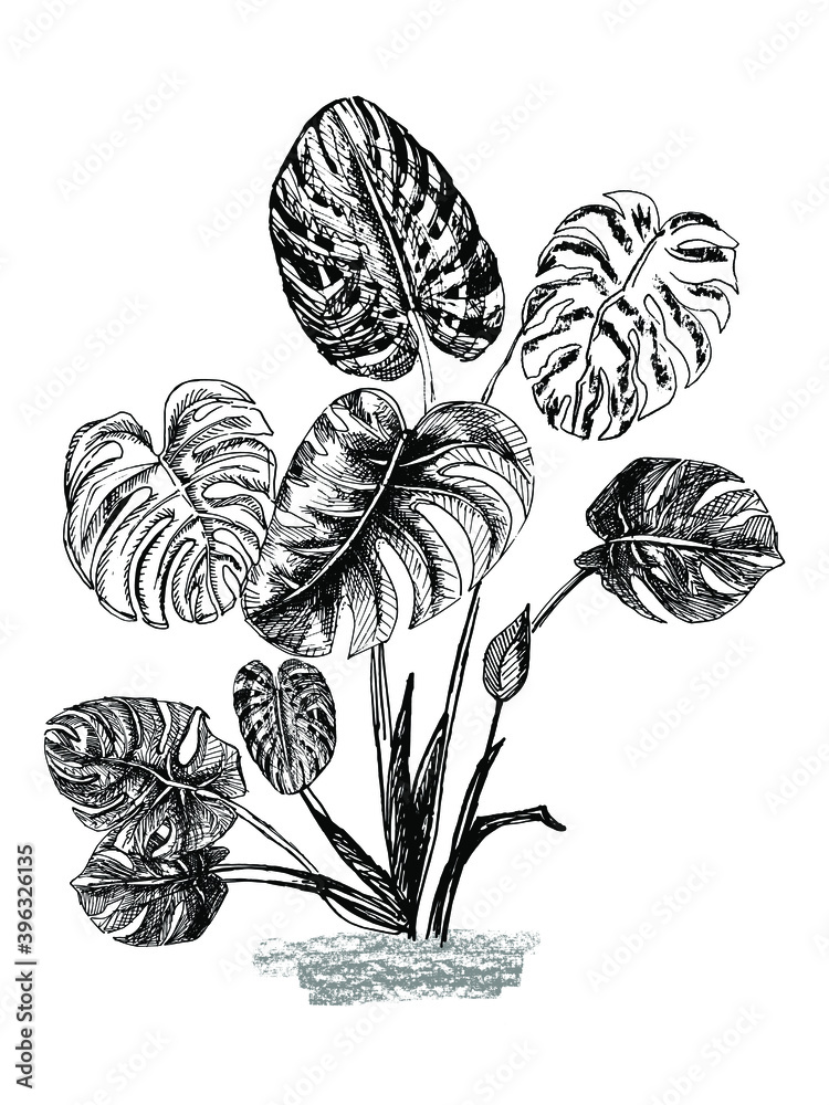 Monstera leaves set, hand drawing isolated on white background, vector ...