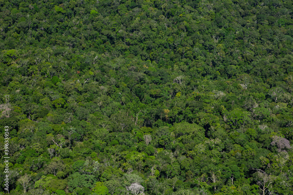 Aerial view of the Brazilian Amazon rainforest trees canopy from the ...