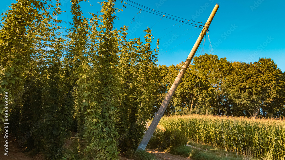 Hop fields at the famous Hallertau, Neustadt, Danube, Bavaria, Germany ...