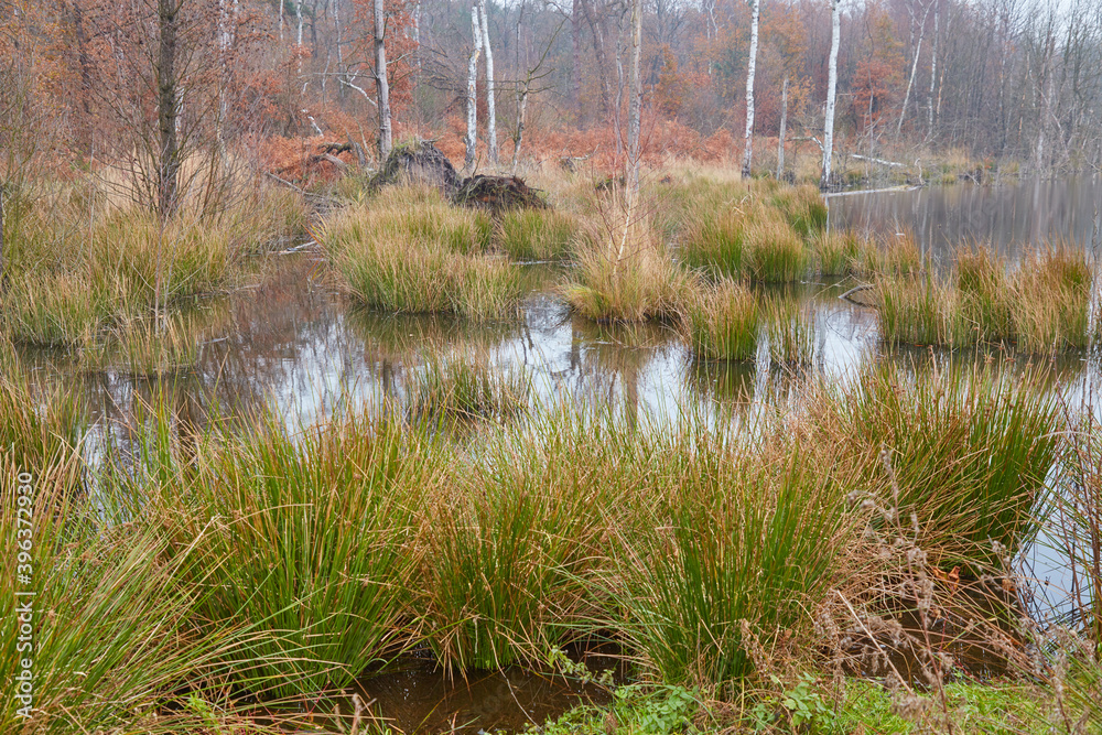Das Moor ist Biotop, in dem viele Tiere und Pflanzen heimisch sind ...