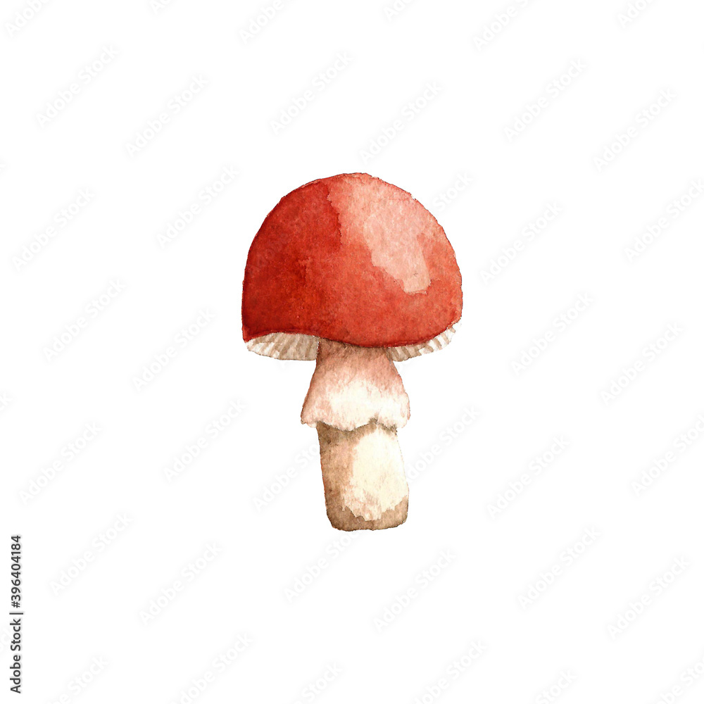 Watercolor hand drawn red mushroom clip art. Mushroom illustration ...