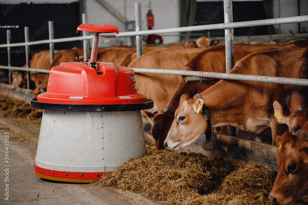 Automatic robot for feeding cows with hay. Farm livestock industry ...
