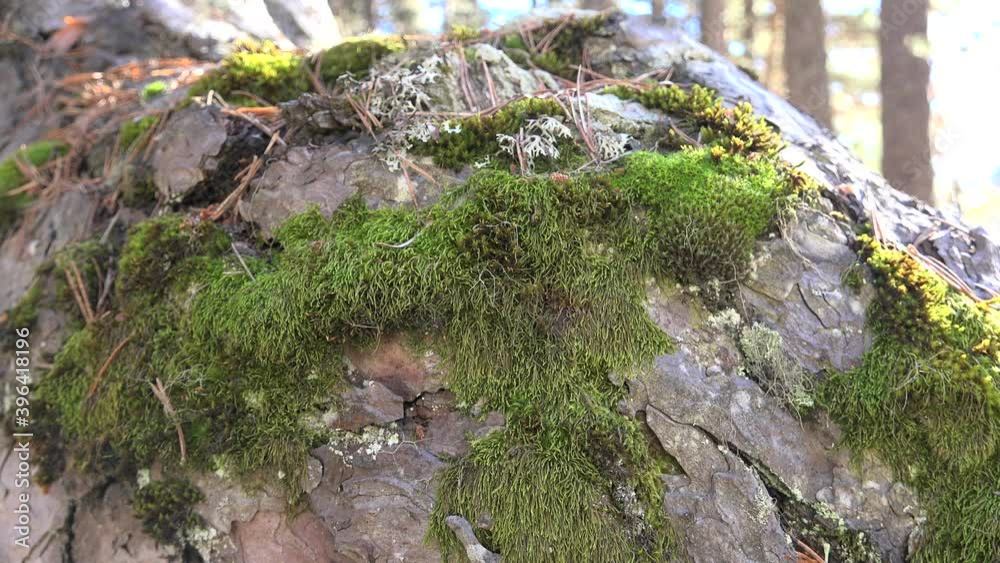 Pine tree trunk in dense forest. Coniferous trees. Bark is the ...