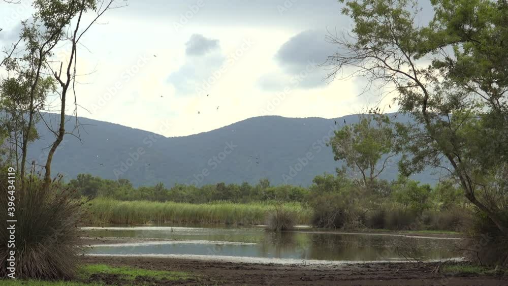 Small Lake and Swamp in the Mangrove Forest.vegetation of aquatic ...