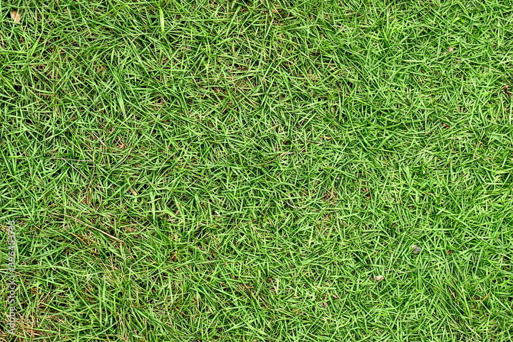 japan hair grass texture for background, view from the top Stock Photo ...