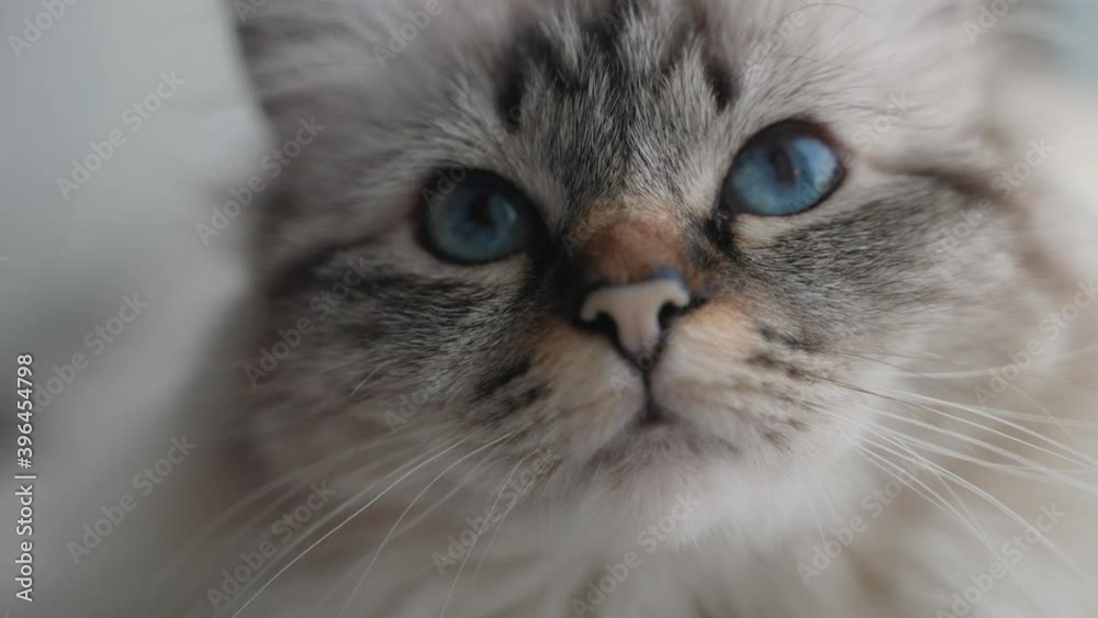 A pedigree cat looks closely at the camera. The breed of cat is a ...