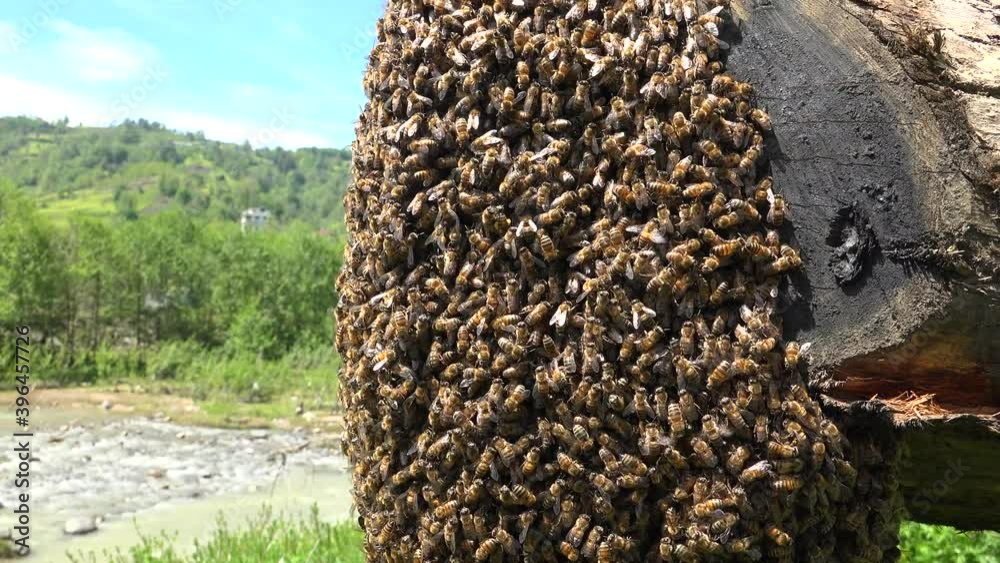 Bee swarm on tree branch. Swarming is a honey bee colony's natural ...